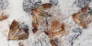 Mehl richtig lagern: Schutz vor Insekten, Schimmel und Pilzen